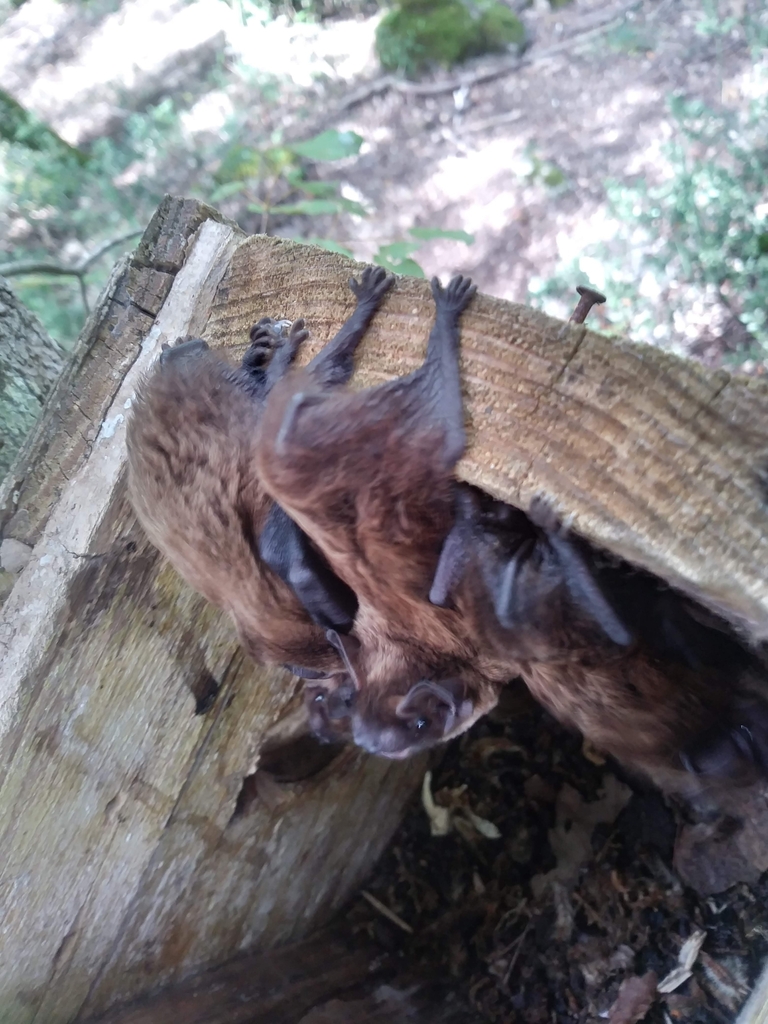 Lesser Noctule from 01010 Farnese VT, Italia on September 12, 2018 by ...