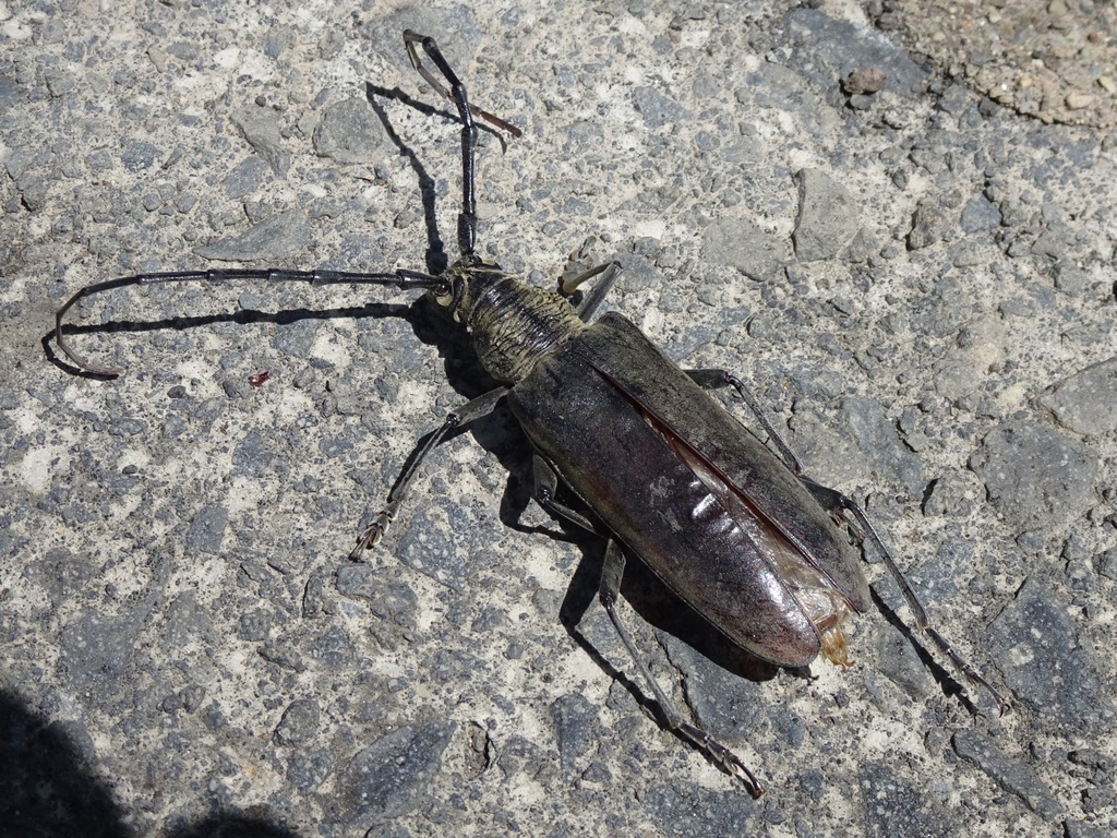 Neocerambyx raddei from 小牧, 上田市, 長野県, JP on August 8, 2023 at 11:34 AM ...