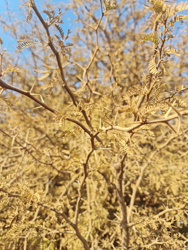 mesquites from Merafong City Local Municipality, South Africa on August ...