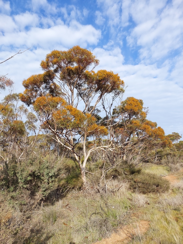 Pastel-barked Mallee from Lake Biddy WA 6355, Australia on August 8 ...