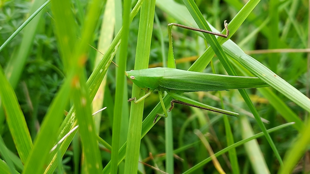 Large Conehead from 54425 Pulnoy, France on August 7, 2023 at 03:30 PM ...