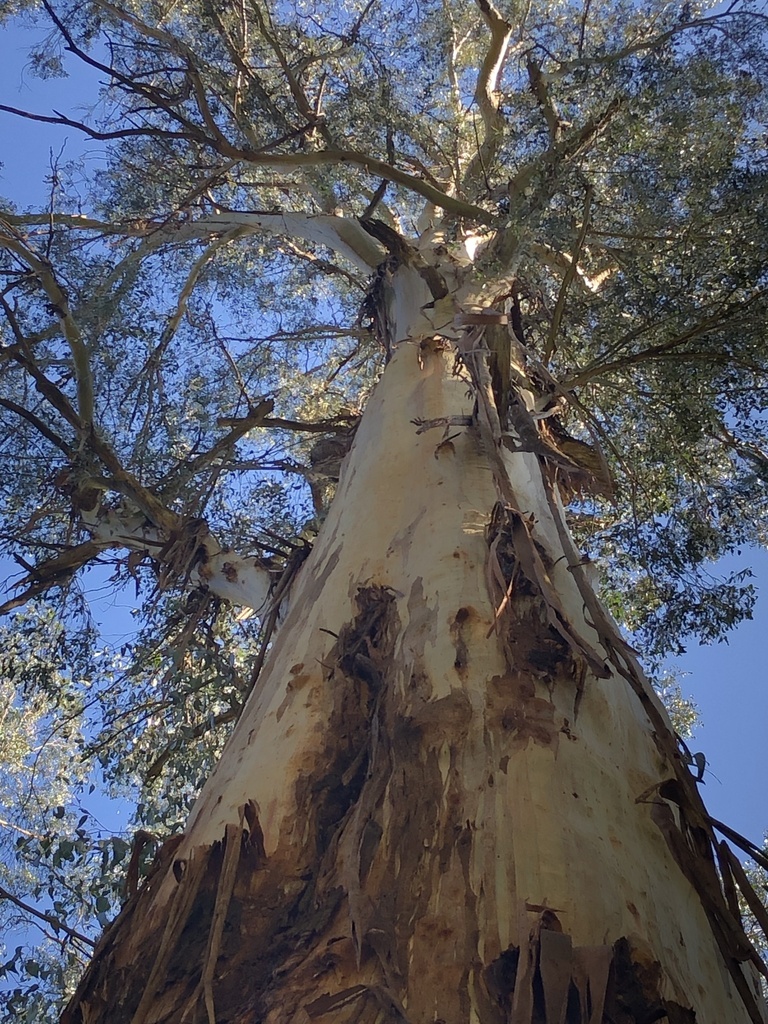 Australian Mountain Ash from Prices Rd, Gladysdale, VIC, AU on August 8 ...