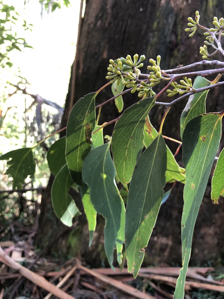 Australian Mountain Ash (Eucalyptus regnans) - Botanical Realm