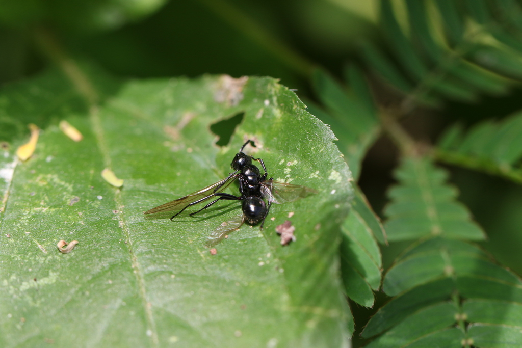 Winged and Once-winged Insects from Phuket, Thailand on July 4, 2023 at ...