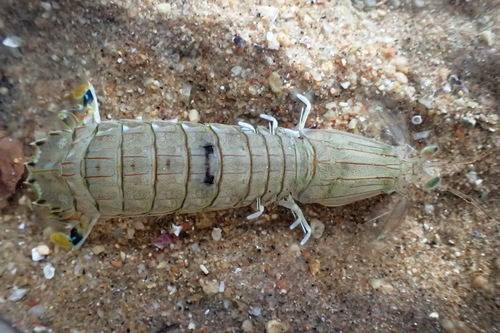 Genus Vossquilla · iNaturalist