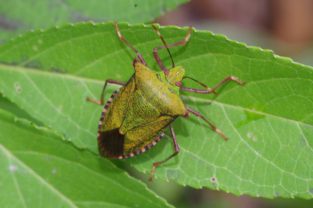 Japanese Stink Bug from 日本、〒396-0403 長野県伊那市長谷黒河内 on July 9, 2023 at 11: ...
