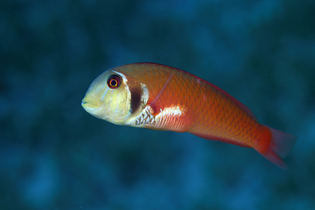 Rosy Razorfish (Wildlife of the United States - Fish Pt.3) · iNaturalist