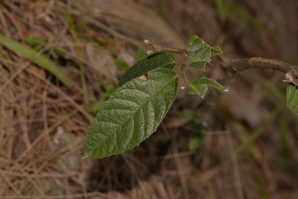 creek sandpaper fig from Karangi NSW 2450, Australia on August 8, 2023 ...
