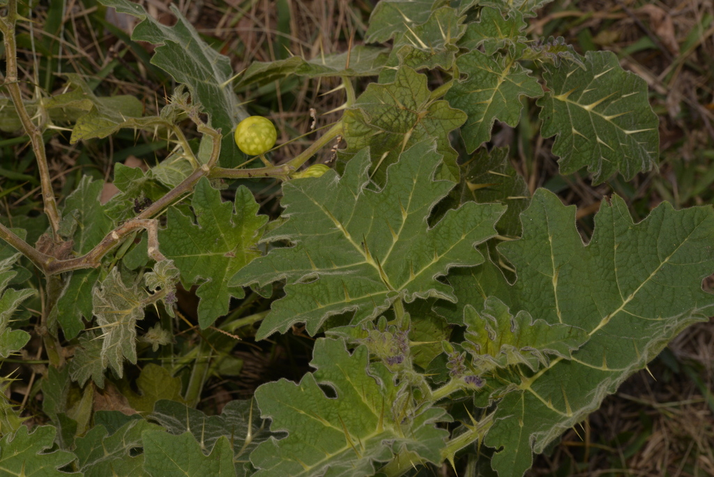 tropical soda-apple from Karangi NSW 2450, Australia on August 8, 2023 at 03:01 PM by Nick ...