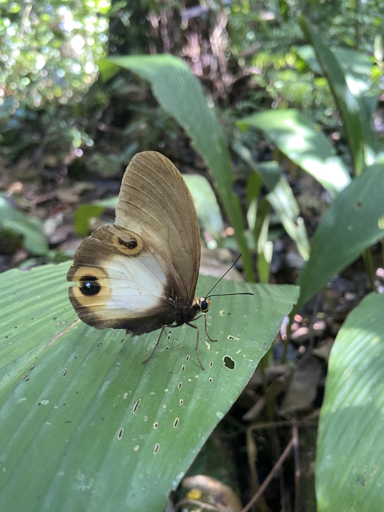 Taenaris honrathi from Madang, PG on August 8, 2023 at 12:42 PM by ...