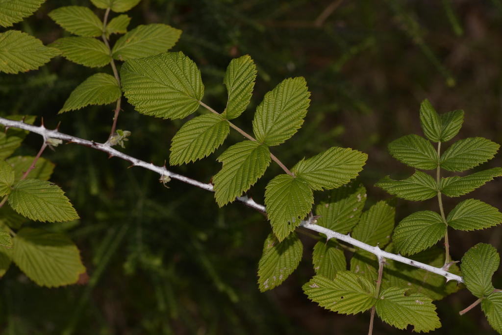 Ceylon Raspberry from Karangi NSW 2450, Australia on August 8, 2023 at 03:05 PM by Nick Lambert ...