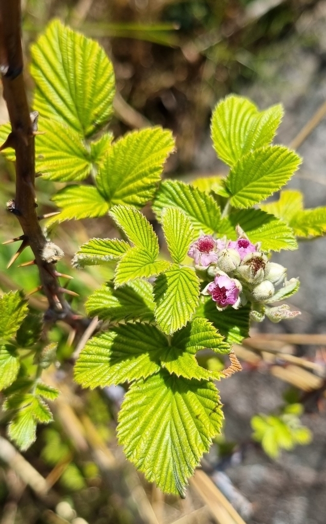 Ceylon Raspberry from Nkhaba, SZ-HH, SZ on August 5, 2023 at 12:22 PM ...