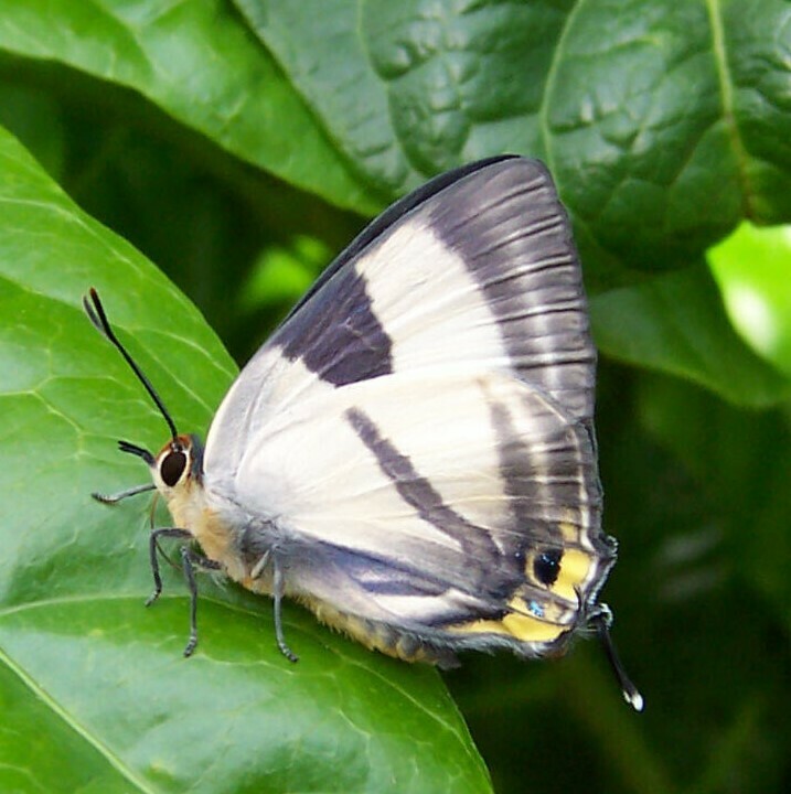 Orange-lobed Flash from Iron Range QLD 4892, Australia on May 3, 2005 ...