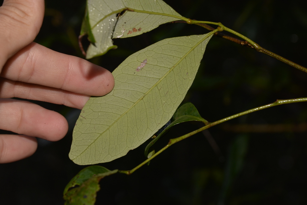 Guioa from Karangi NSW 2450, Australia on August 8, 2023 at 03:42 PM by Nick Lambert · iNaturalist