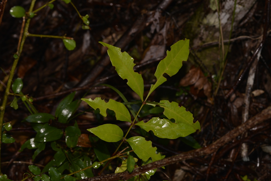 scentless rosewood from Karangi NSW 2450, Australia on August 8, 2023 at 03:43 PM by Nick ...