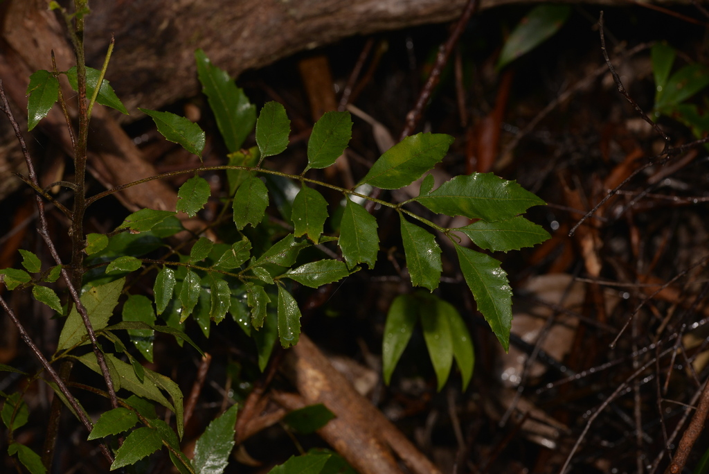 Fern Top from Karangi NSW 2450, Australia on August 8, 2023 at 03:43 PM by Nick Lambert ...