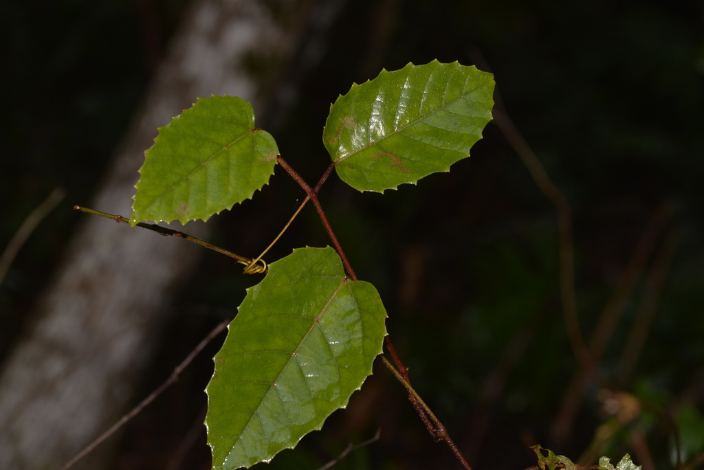 Kangaroo Vine from Karangi NSW 2450, Australia on August 8, 2023 at 03:44 PM by Nick Lambert ...