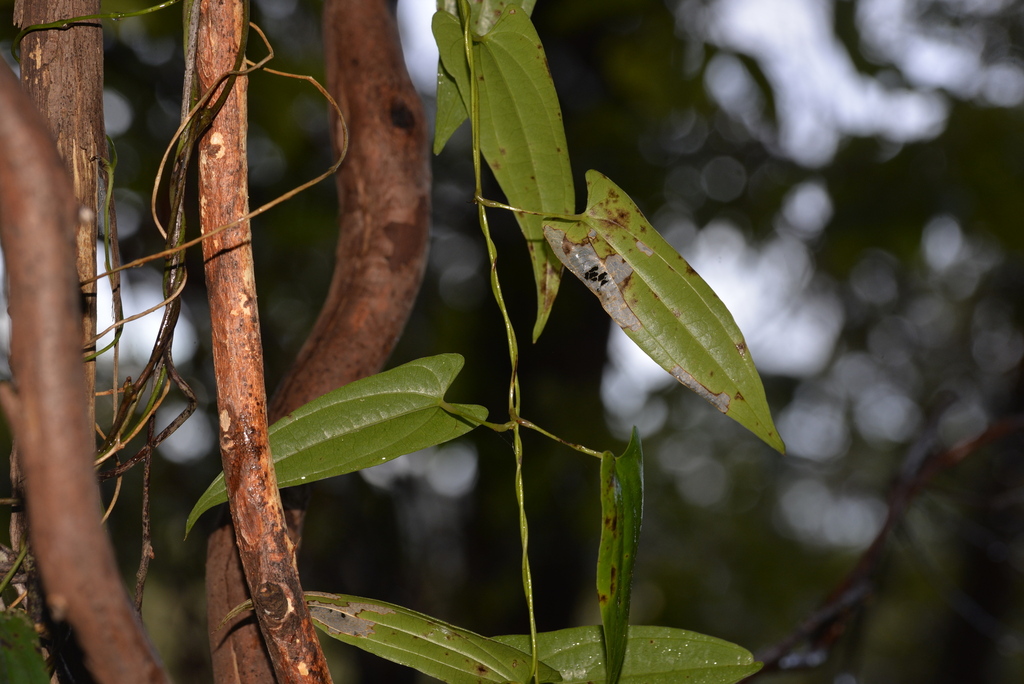 Common Yam Vine from Karangi NSW 2450, Australia on August 8, 2023 at 03:44 PM by Nick Lambert ...