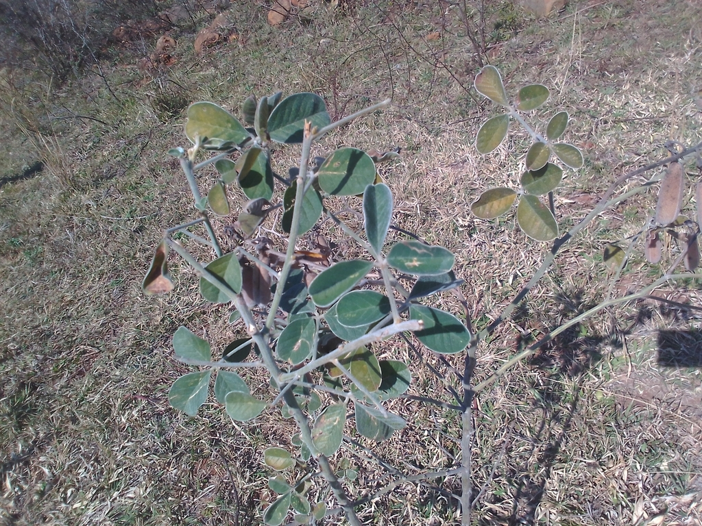 Canary bird bush from Phiring, South Africa on August 8, 2023 at 10:25 ...