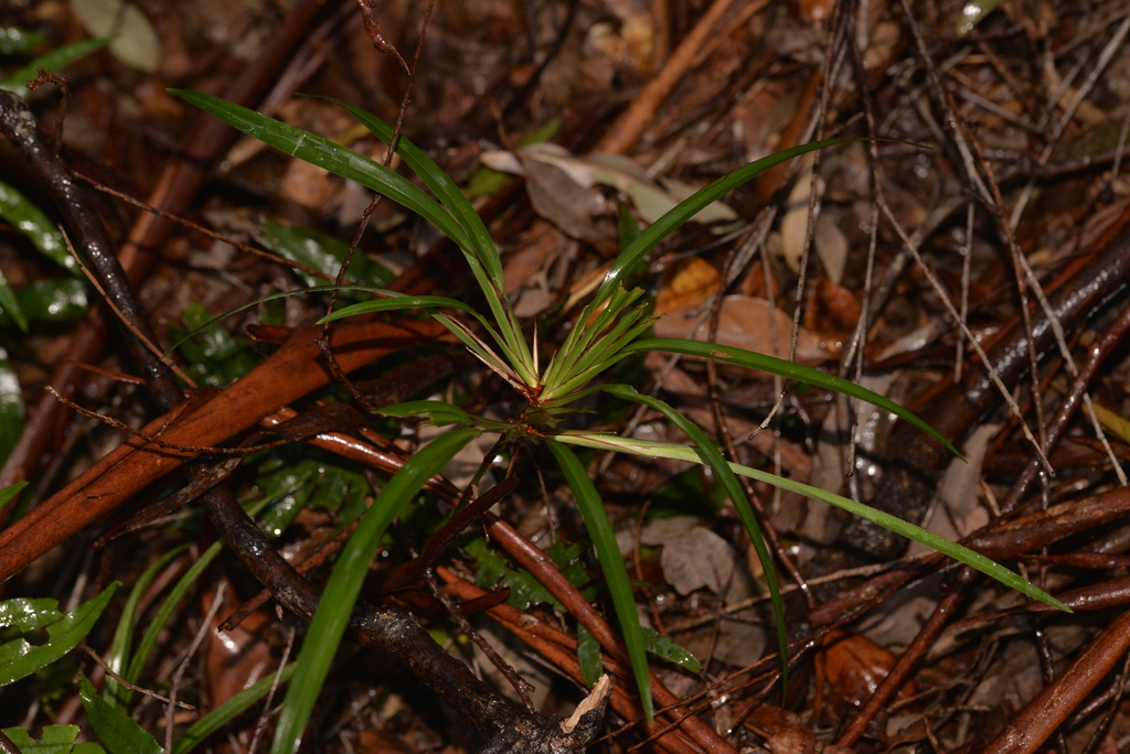 Dianella caerulea assera from Karangi NSW 2450, Australia on August 8, 2023 at 03:48 PM by Nick ...