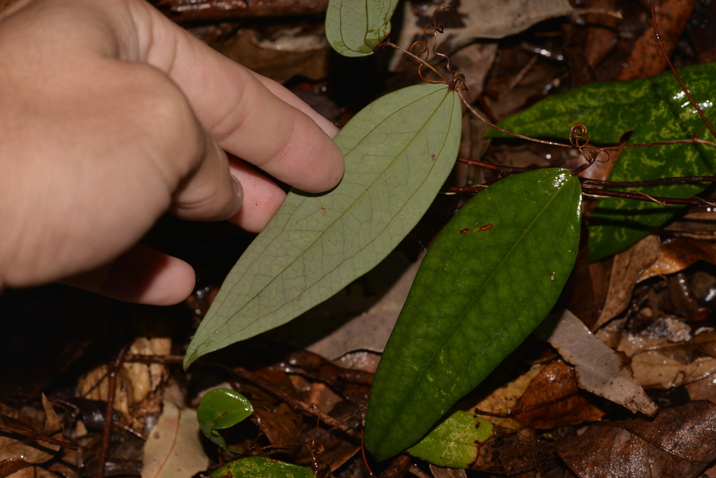 Sweet Sarsaparilla from Karangi NSW 2450, Australia on August 8, 2023 at 03:49 PM by Nick ...