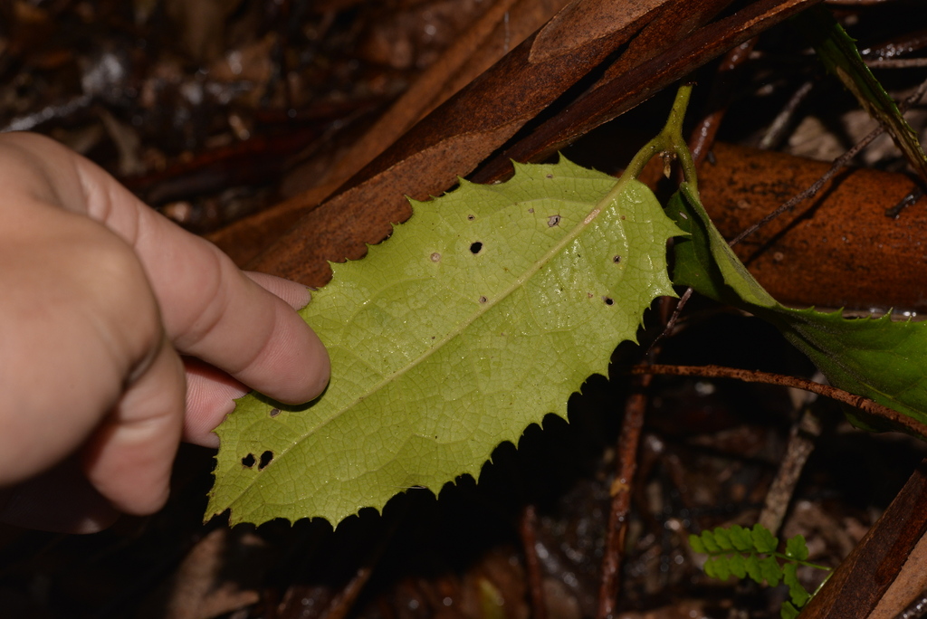 Common Wilkiea from Karangi NSW 2450, Australia on August 8, 2023 at 03:50 PM by Nick Lambert ...