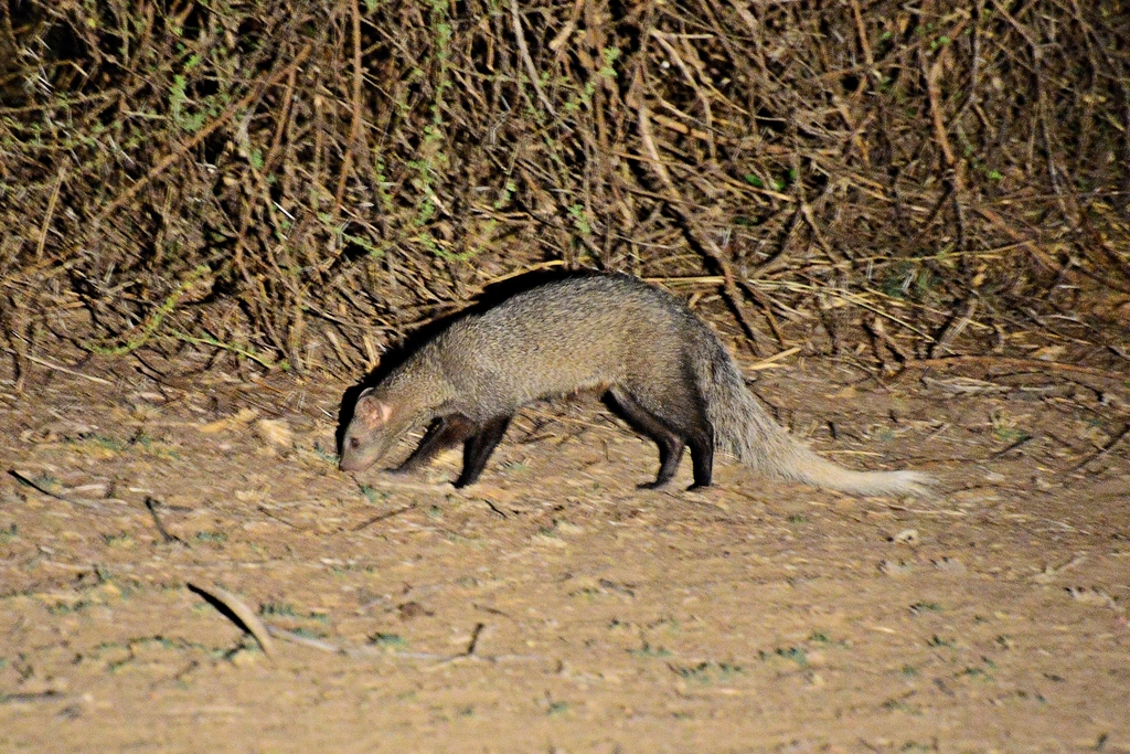 White-tailed Mongoose (Ichneumia albicauda) - Know Your Mammals