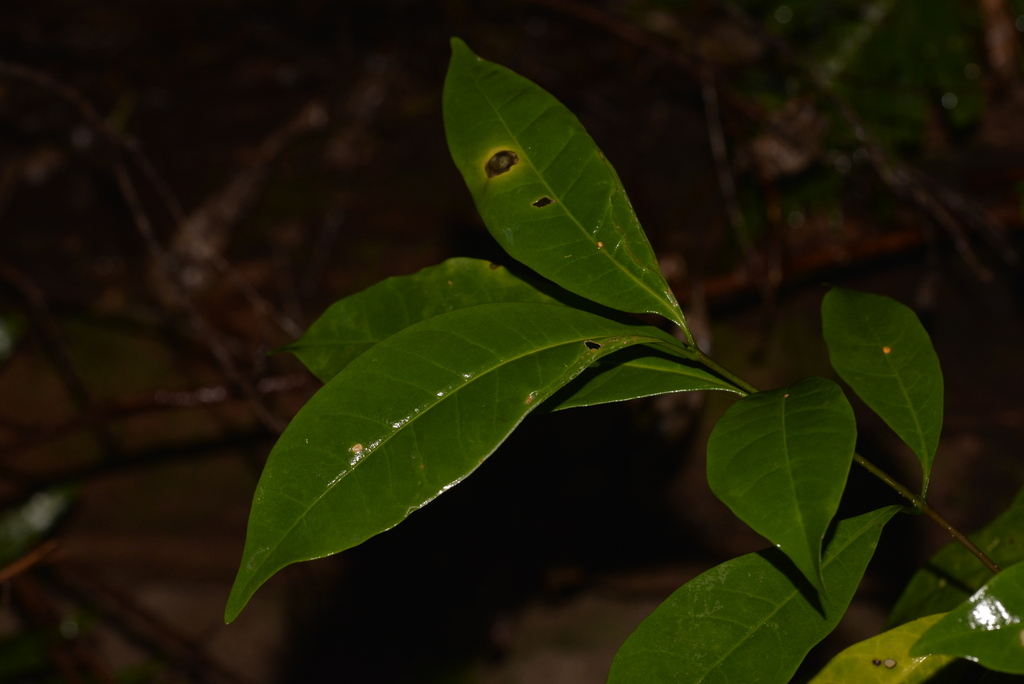 Banana Bush from Karangi NSW 2450, Australia on August 8, 2023 at 04:00 PM by Nick Lambert ...