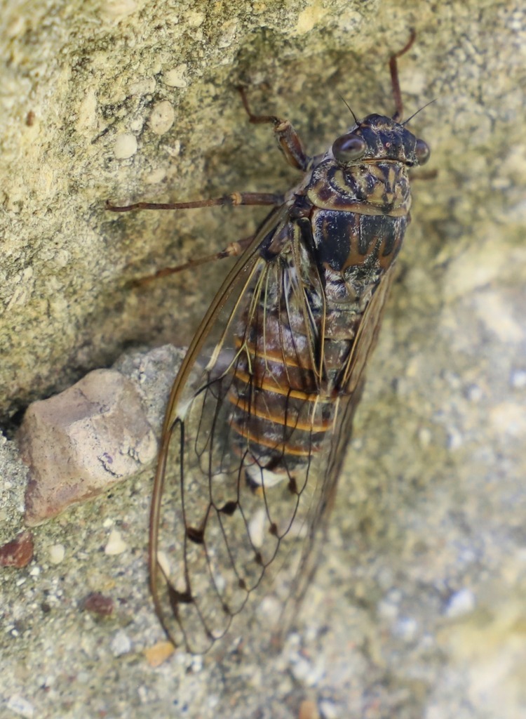 Ash Cicada from Veronetta, Verona VR, Italy on August 6, 2023 at 11:15 ...