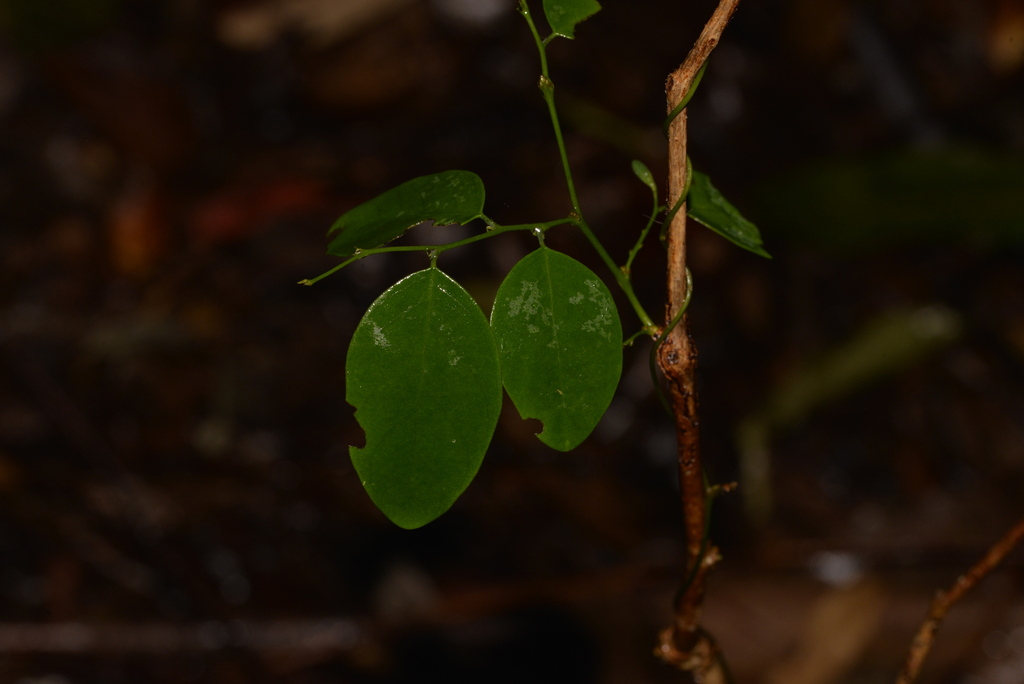 coffee bush from Karangi NSW 2450, Australia on August 8, 2023 at 04:07 PM by Nick Lambert ...