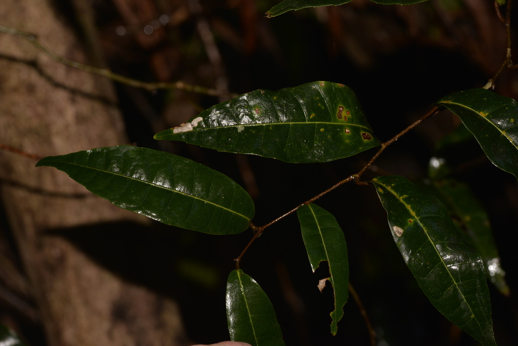 Burnie Vine from Karangi NSW 2450, Australia on August 8, 2023 at 04:19 PM by Nick Lambert ...