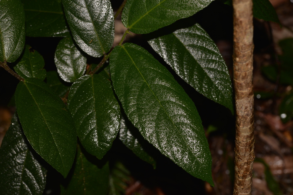 creek sandpaper fig from Karangi NSW 2450, Australia on August 8, 2023 at 04:25 PM by Nick ...