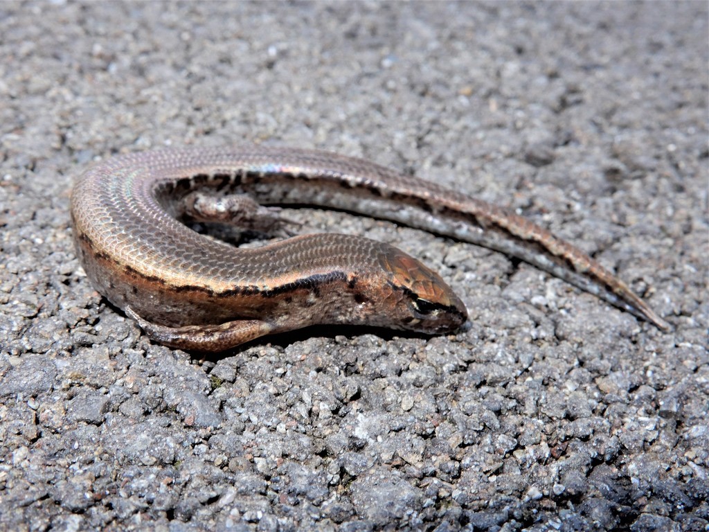 Ornate Skink in January 2019 by Grey Smith. Found dead on driveway ...