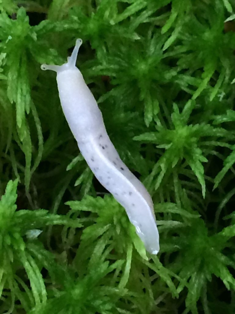 Pacific Banana Slug from Queen Charlotte, Queen Charlotte, BC, CA on ...