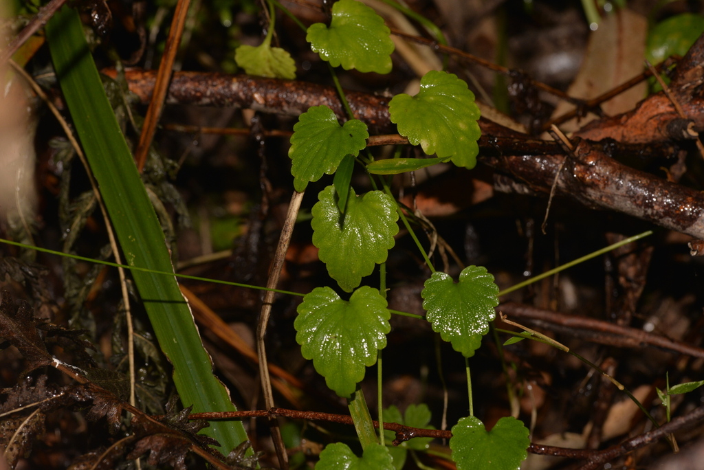 forest lobelia from Karangi NSW 2450, Australia on August 8, 2023 at 04:55 PM by Nick Lambert ...