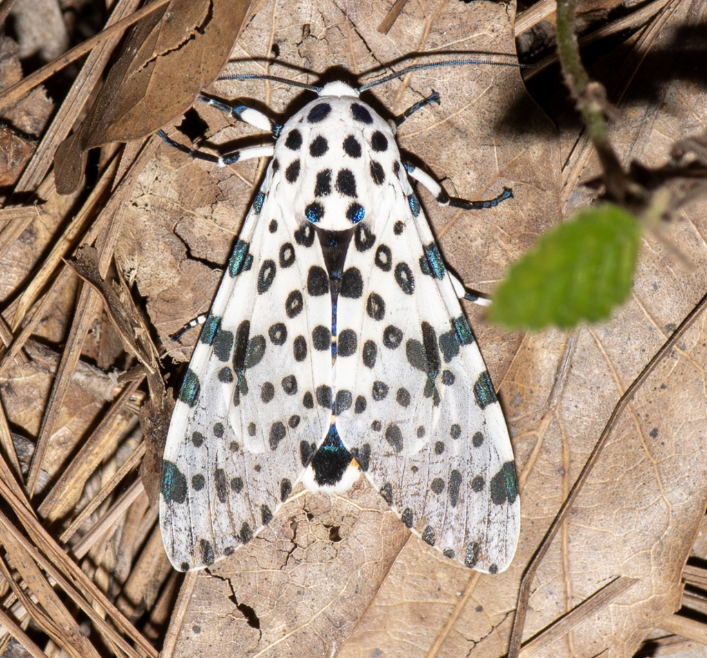 Giant Leopard Moth from Allen Acres, Vernon Parish, LA, USA on July 24 ...