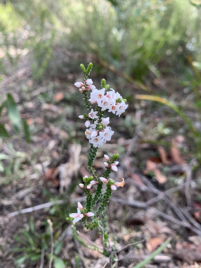 Coral Heath from Nattai National Park, Wattle Ridge, NSW, AU on August ...