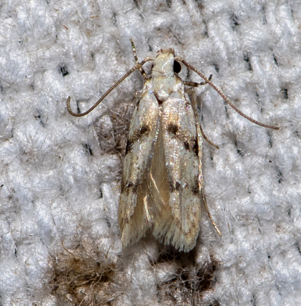 White Stripe-backed Moth from Allen Acres, Vernon Parish, LA, USA on ...