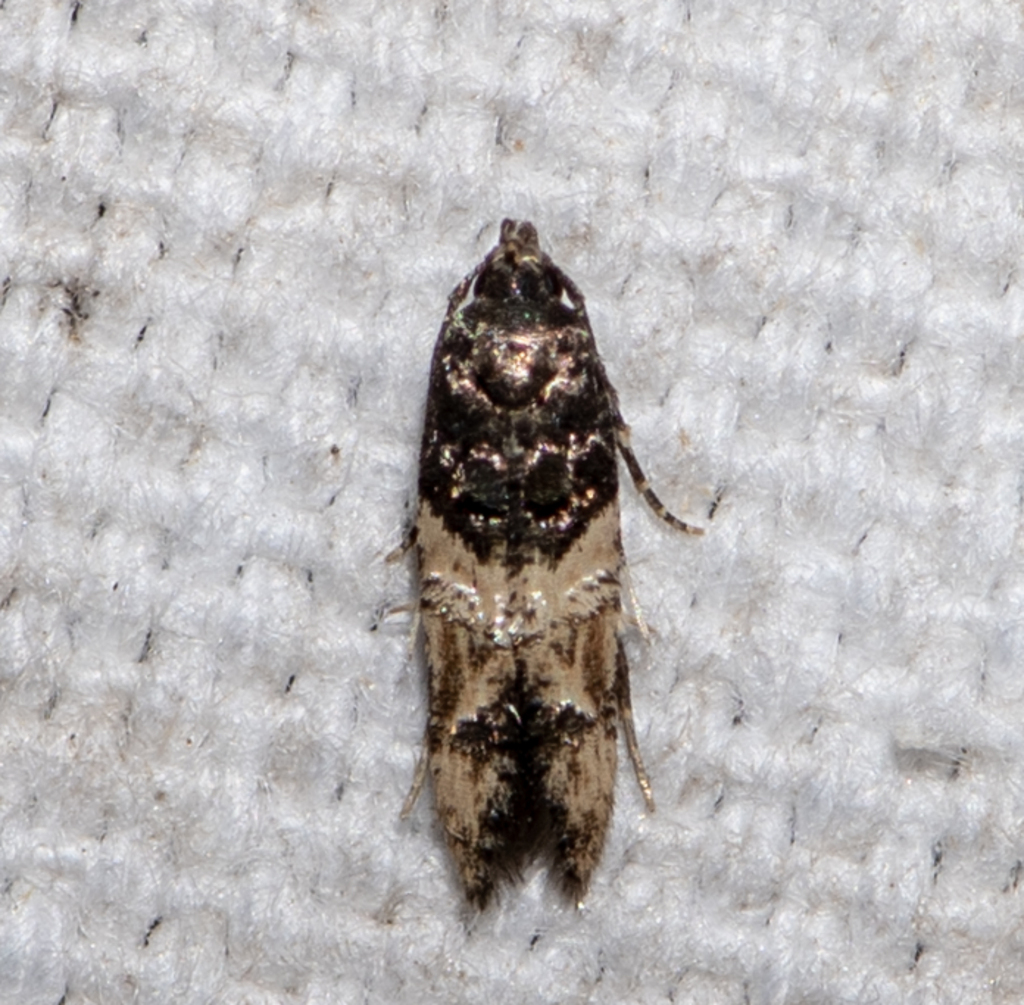 Sweet Clover Root Borer Moth from Allen Acres, Vernon Parish, LA, USA ...