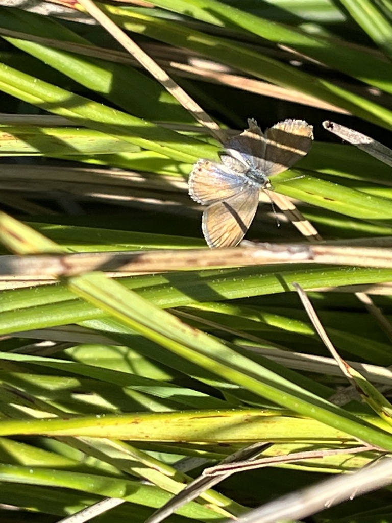 Double-spotted Line Blue from Victor Harbor - Goolwa SA, Australia on ...