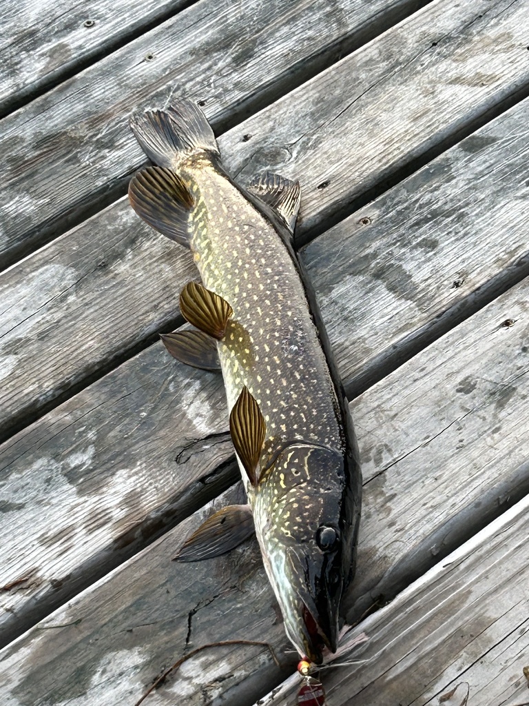 Northern Pike from Long Lake, Crystal Falls, MI, US on August 7, 2023 ...