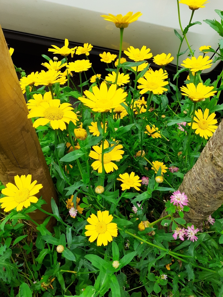 Corn Marigold from Southsea PO4, UK on 08 August, 2023 at 10:32 AM by ...