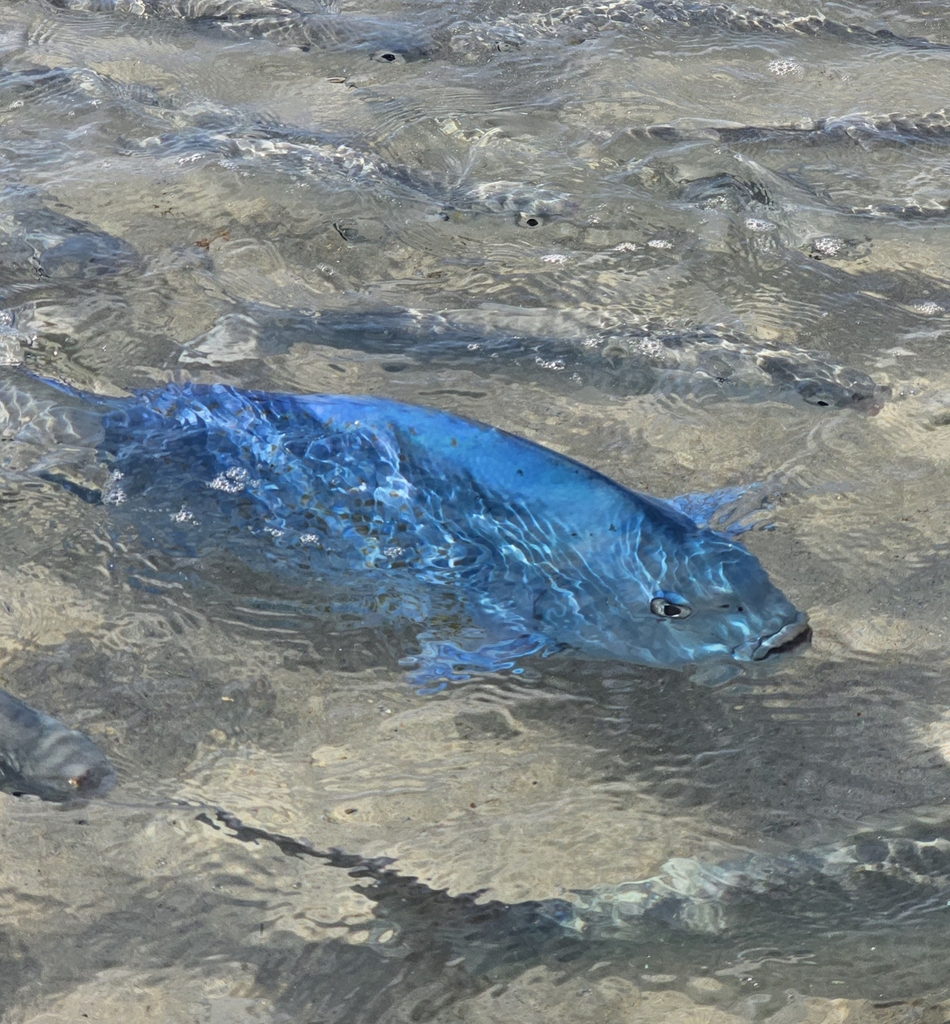 Blue Drummer from Australia on August 5, 2023 at 03:30 PM by charnts ...