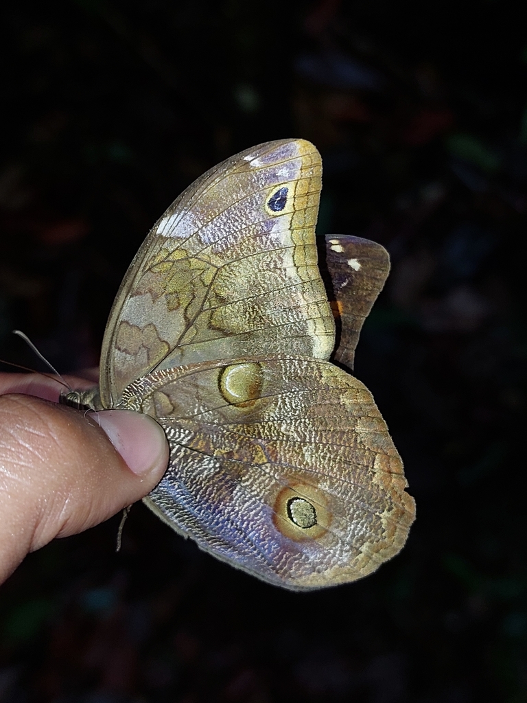 Catoblepia xanthus from Jaú, Barcelos, BR-AM, BR on July 2, 2023 at 04: ...