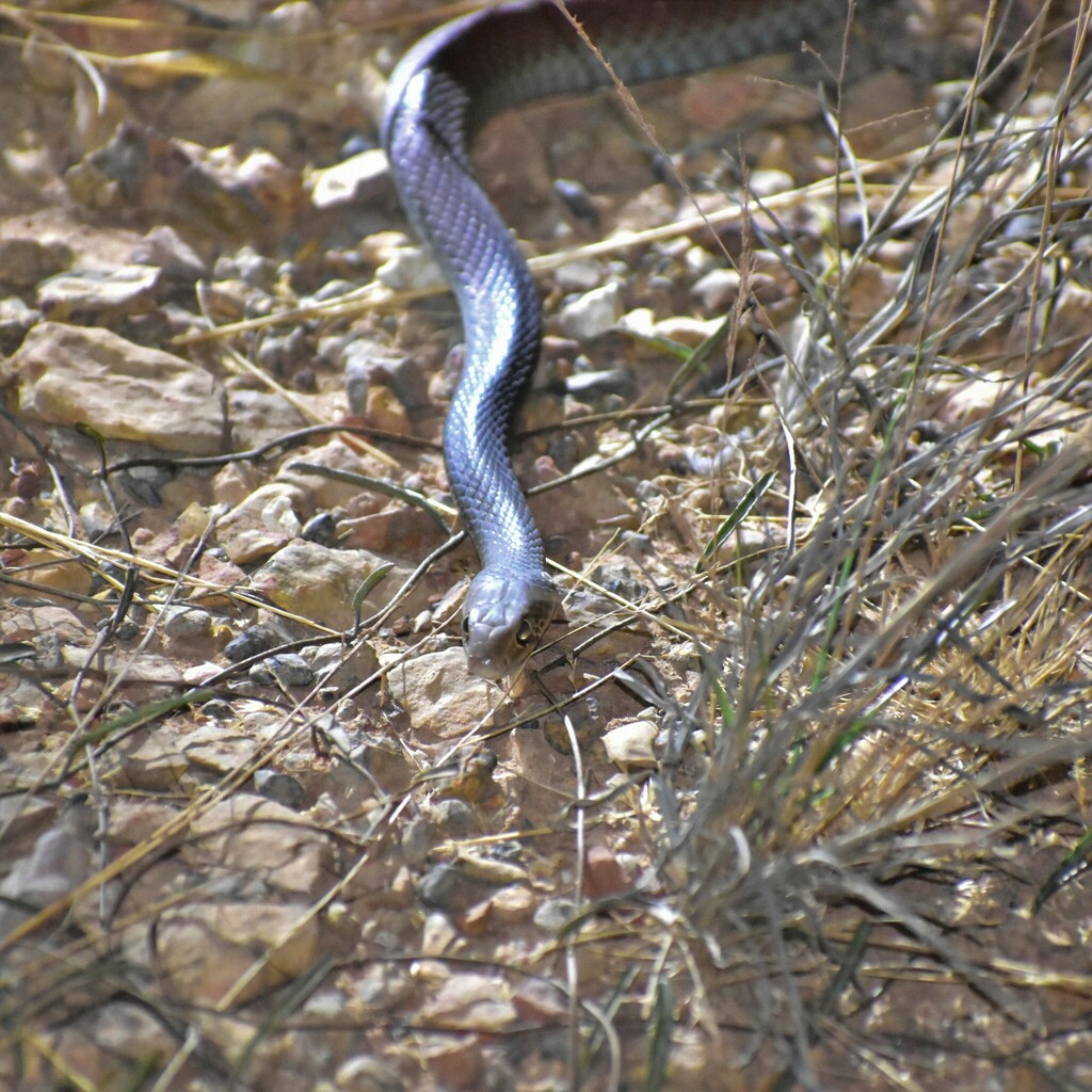 Lesser Black Whipsnake from Lakefield QLD 4892, Australia on November 6 ...