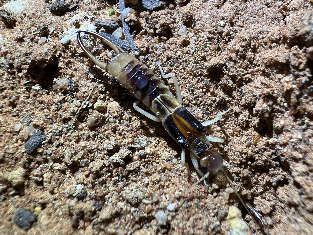 Labidura truncata from Sturt National Park, Tibooburra, NSW, AU on ...