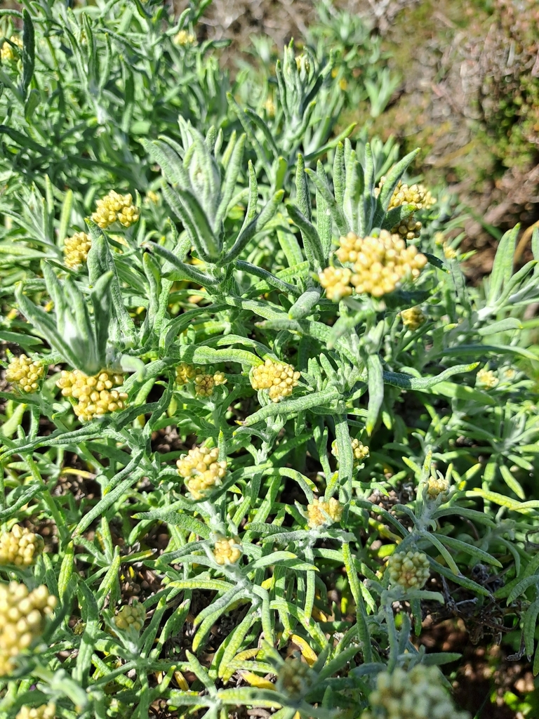 Pale Everlasting from Cape Farms, Cape Town, South Africa on August 8 ...