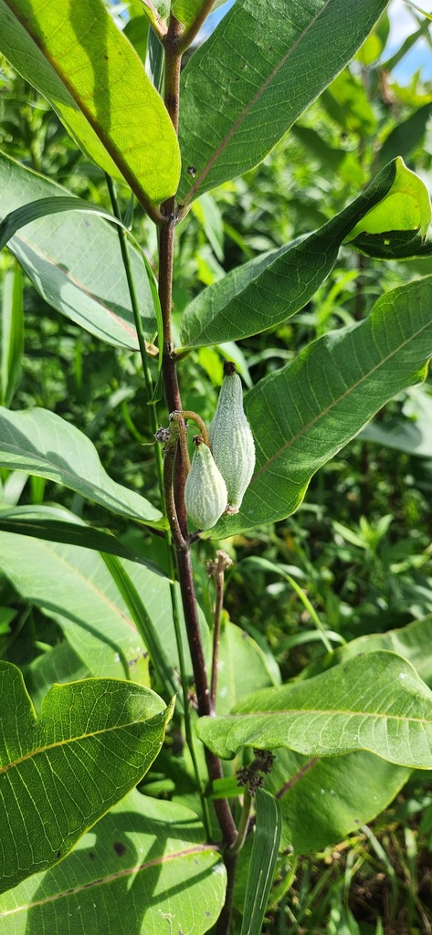 common milkweed from District Rural de Restigouche, NB, Canada on ...