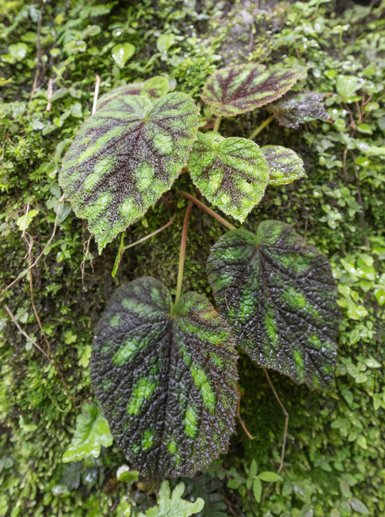 Begonia picta from Sikkim, India on July 18, 2023 at 10:32 AM by Morten ...