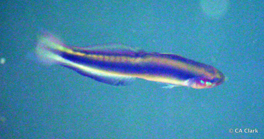 (Parioglossus) - Marine Life Identification